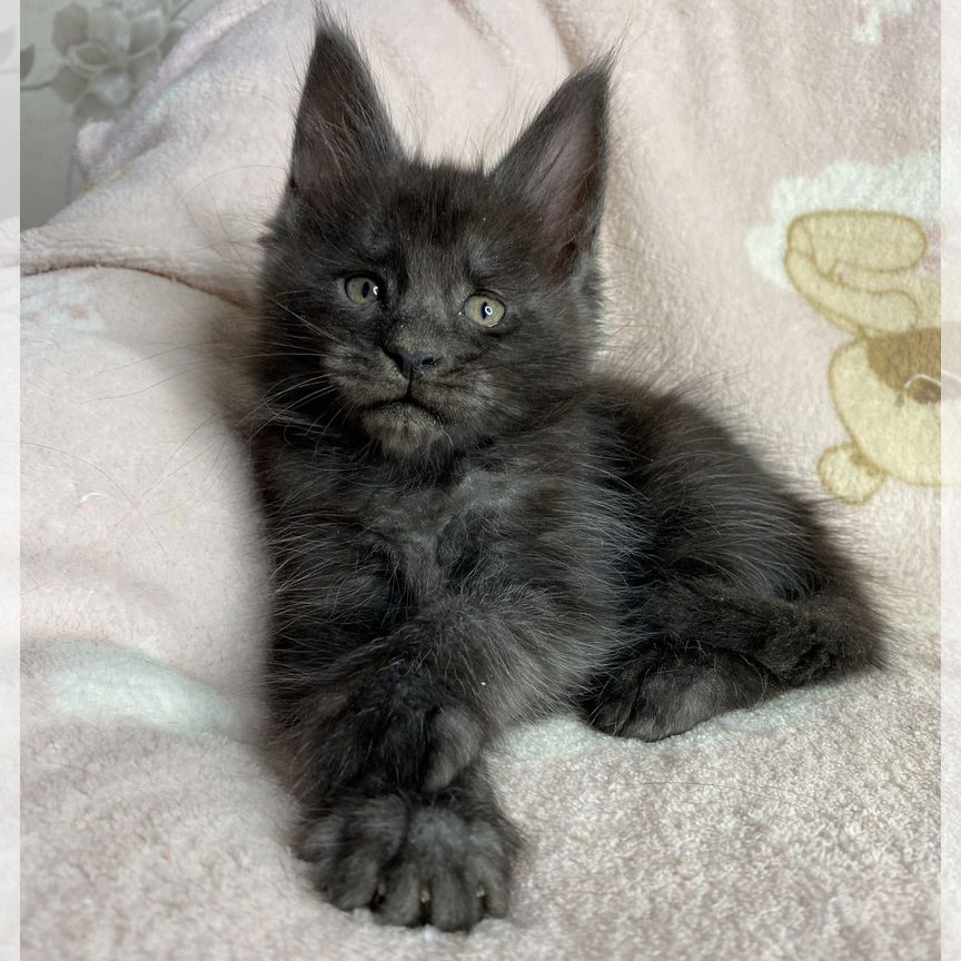 Мейн-кун котёнок