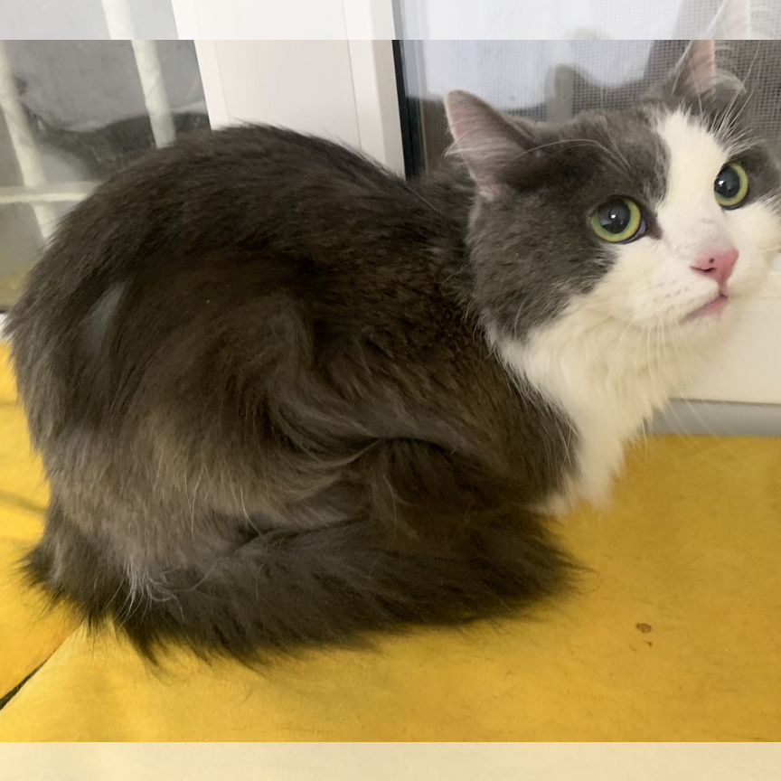 Взрослая кошка в добрые руки