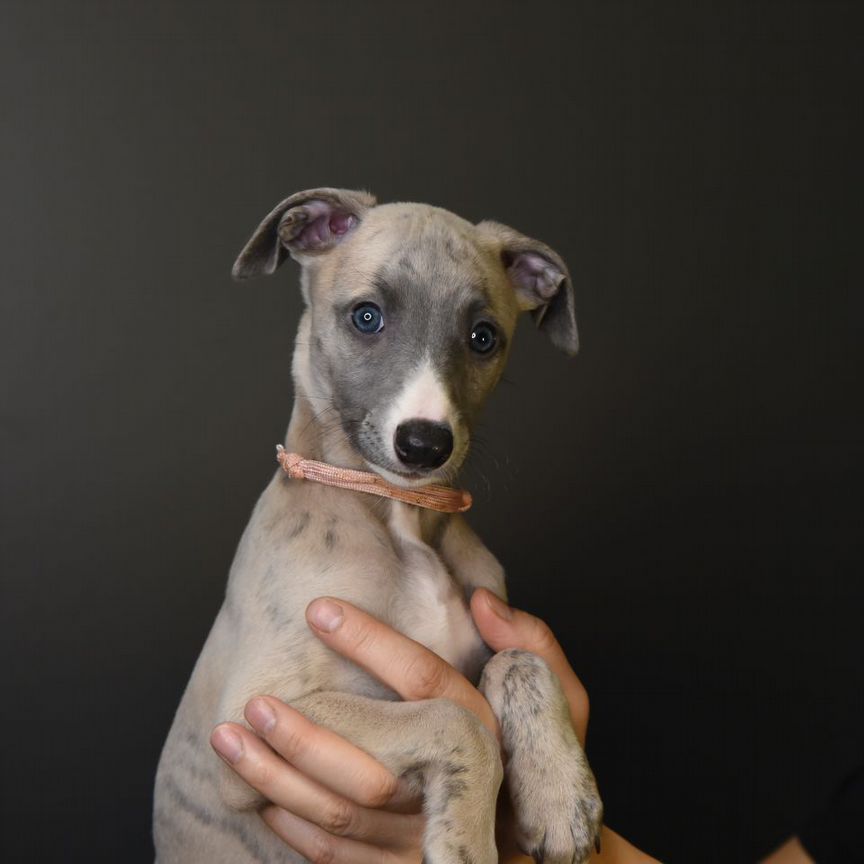 Щенки уиппета