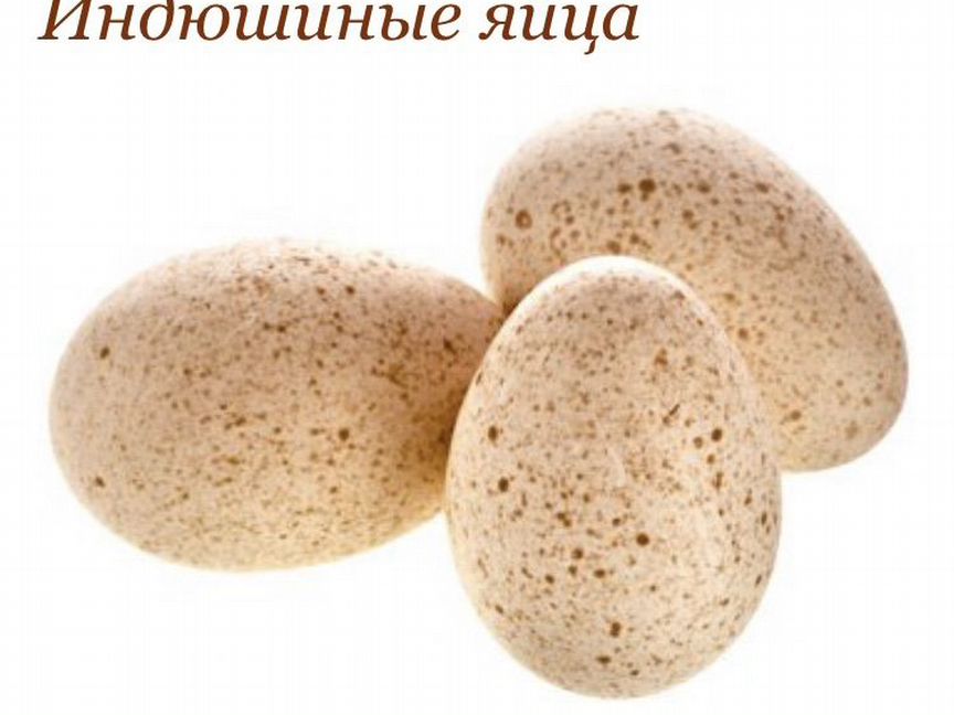 Инкубационное яйцо индейки