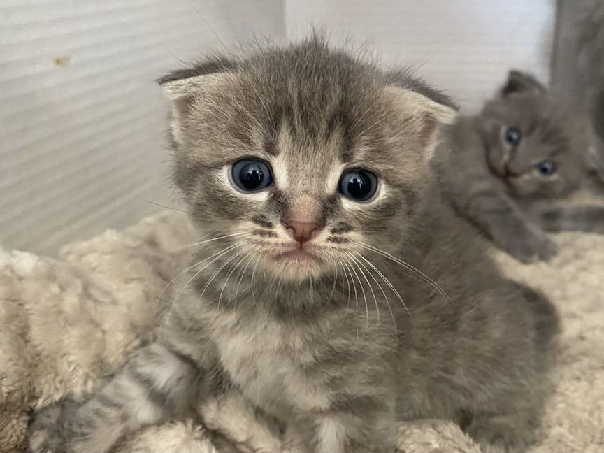 Котята (мама-скоттишь фолд, папа-полу мейн кун)