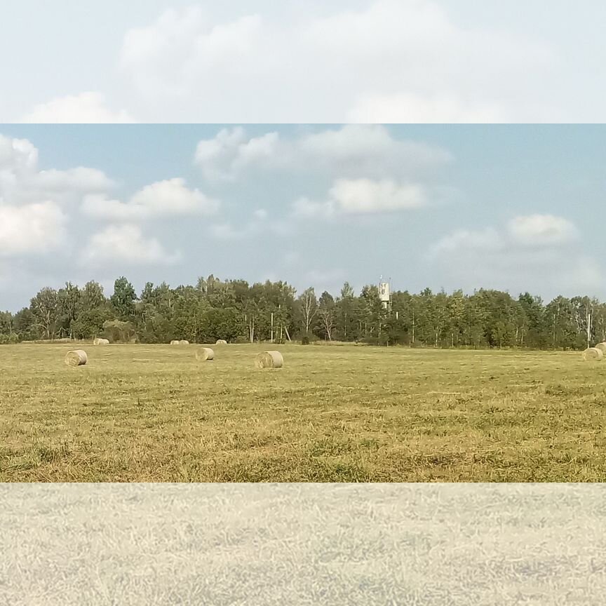 Люцерна сено
