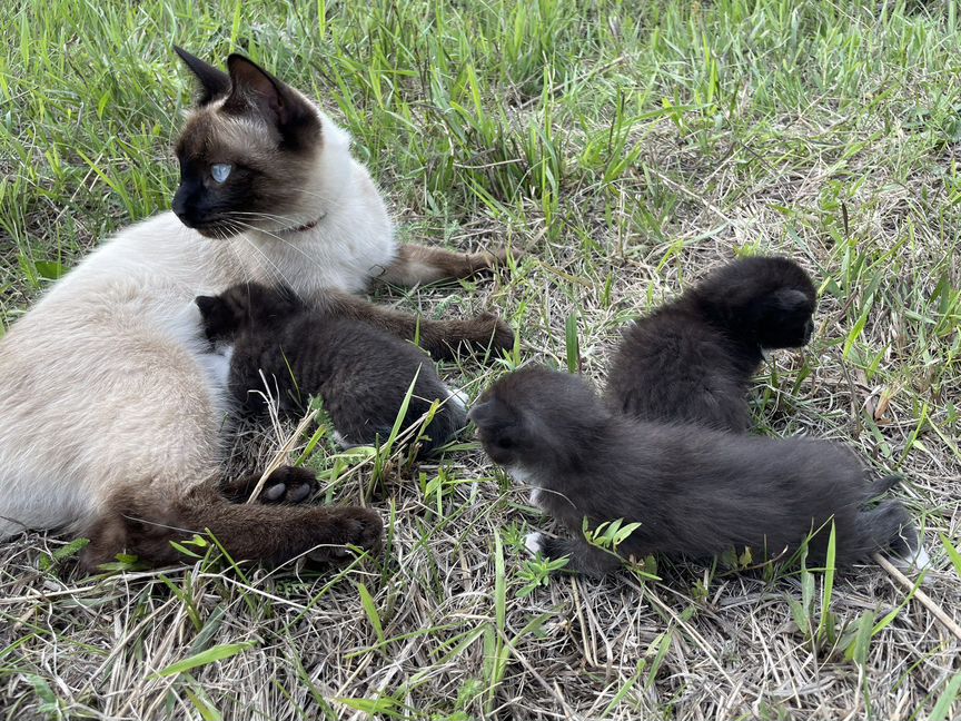Котята