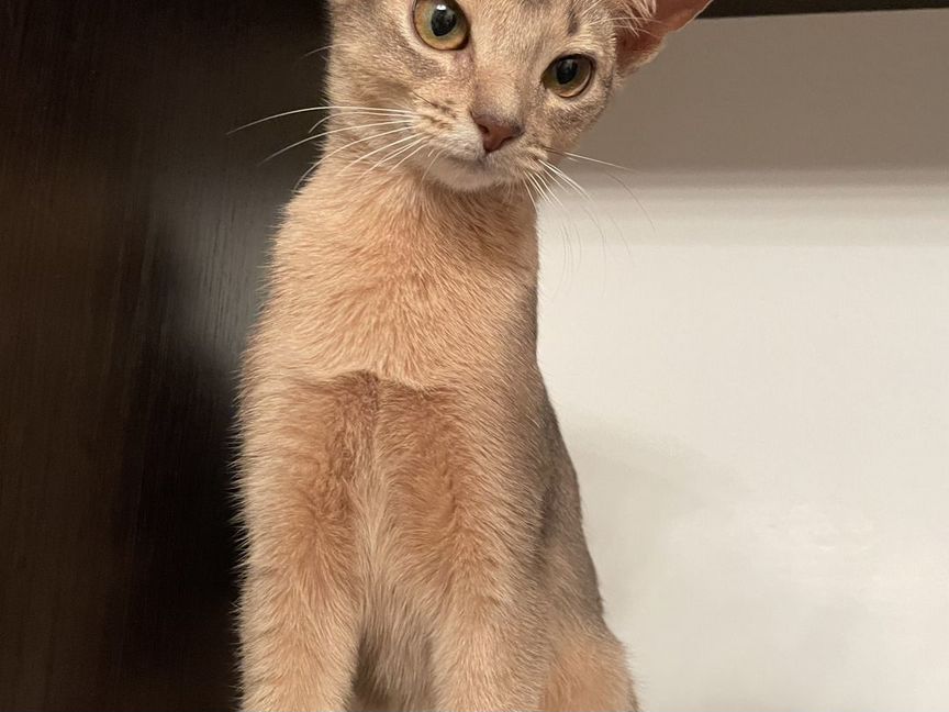 Абиссинские котята с документами