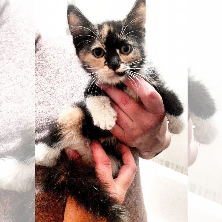 Кошечка 2 мес в добрые руки рыбка