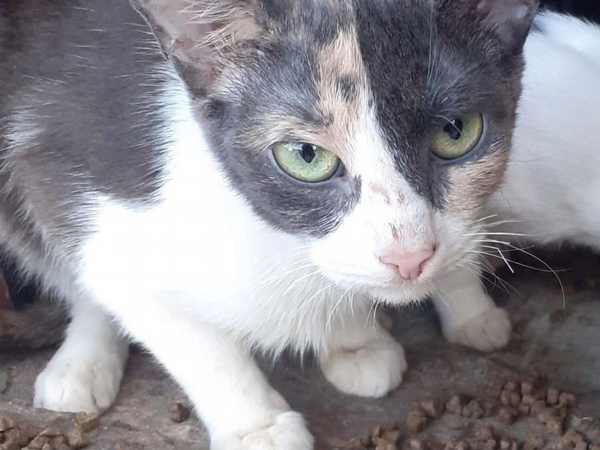 Кошка в добрые руки