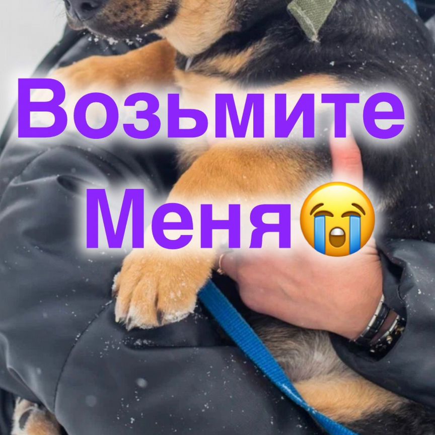 Маленькая собака коротколапик шенок бесплатно