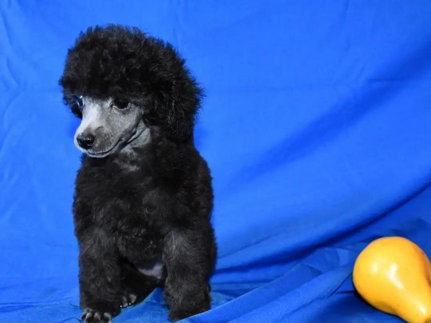 Миниатюрный пудель щенки