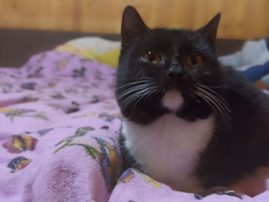 Котёнок, примерно 4 месяца, в дар, бесплатно