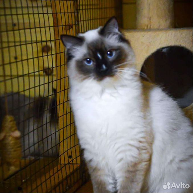 Кошки рэгдолл