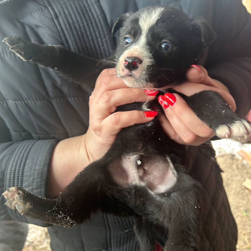 Щенок в добрые руки