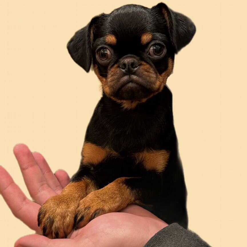 Пти-брабансон, щенок