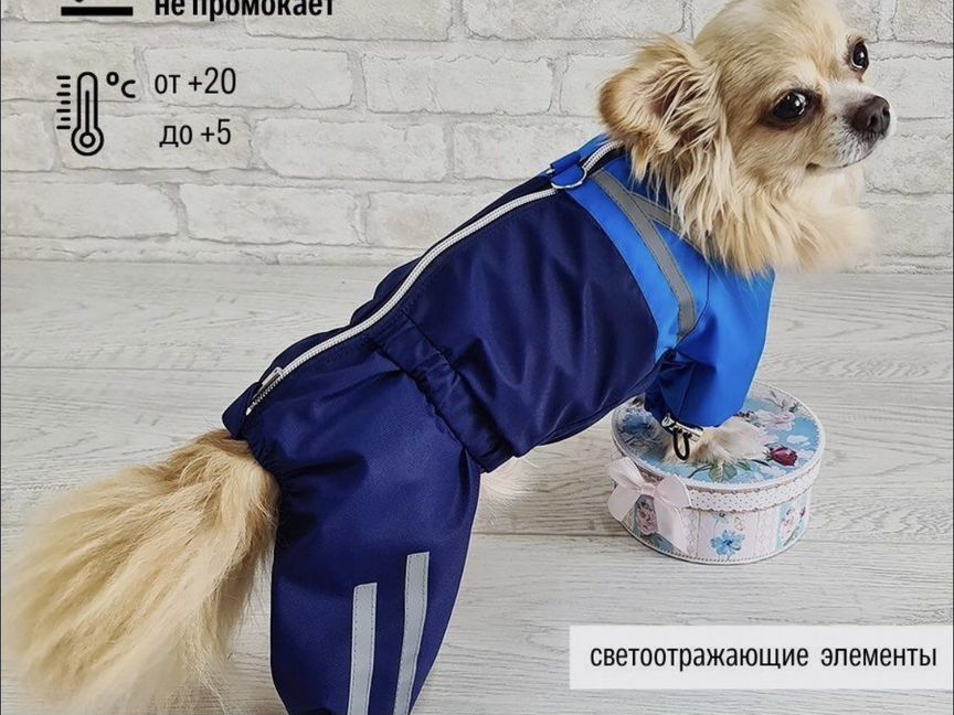 Дождевтк для маленькой собаки