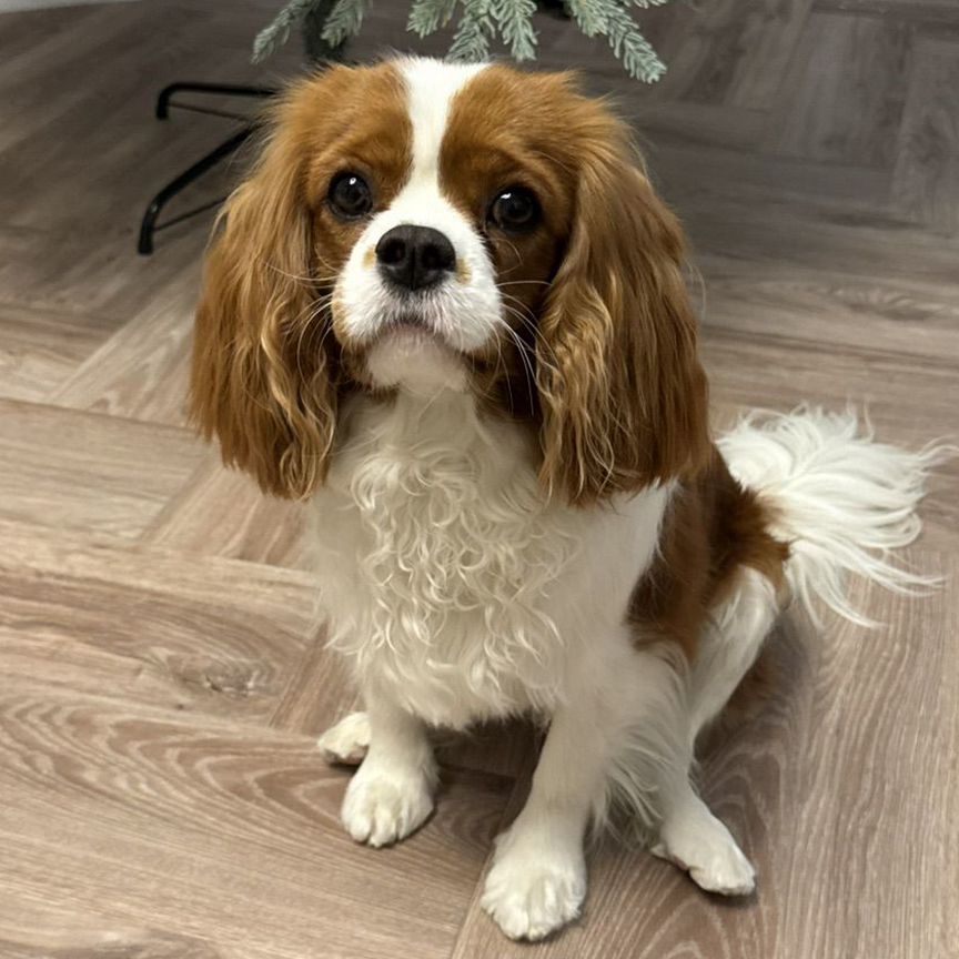 Кавалер кинг-чарльз-спаниель, щенок