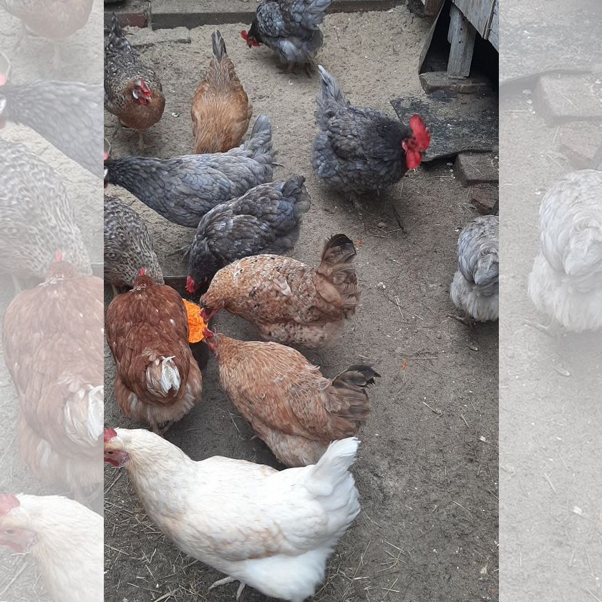 Яйца куриные