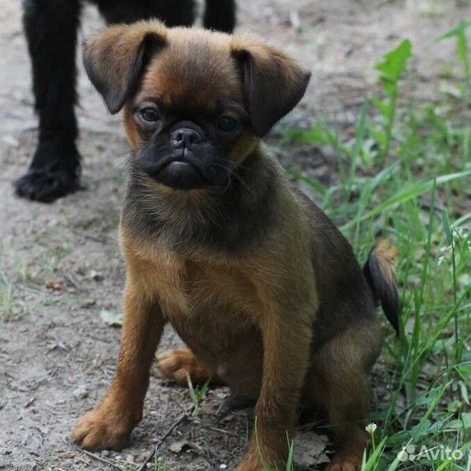 Щенок рыжий брабансон