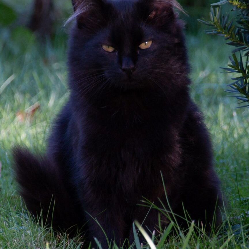 Шикарные но пока не везучие