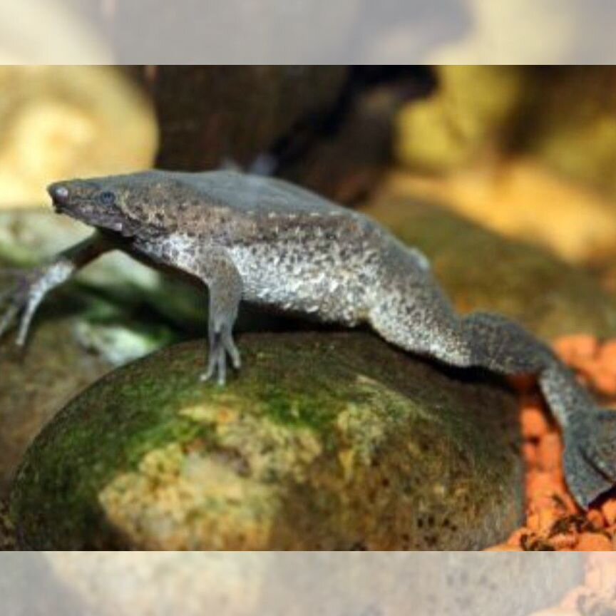 Пипа Карвальо