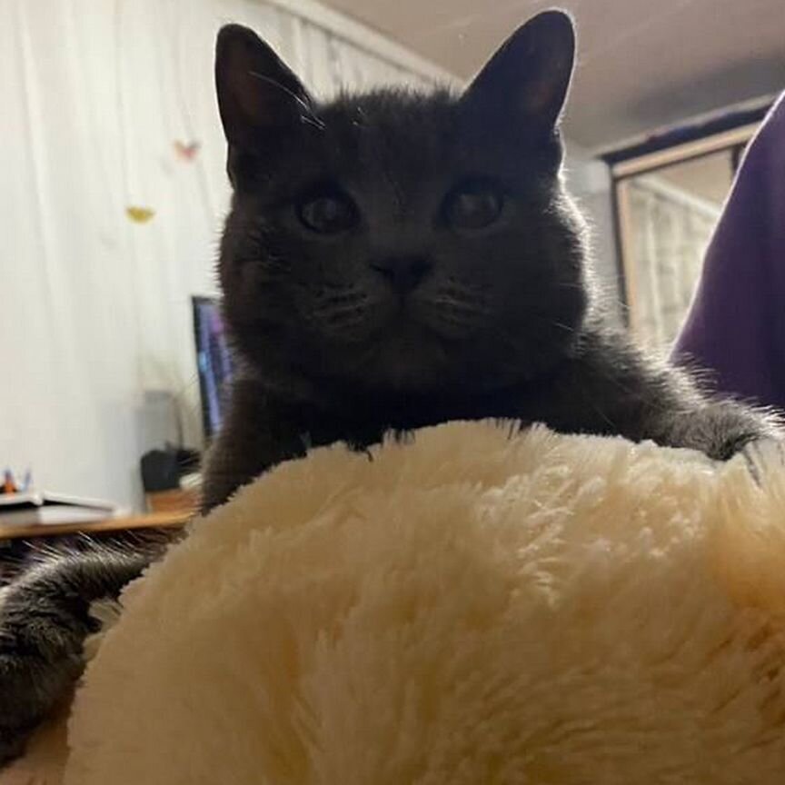 Взрослый кот в добрые руки