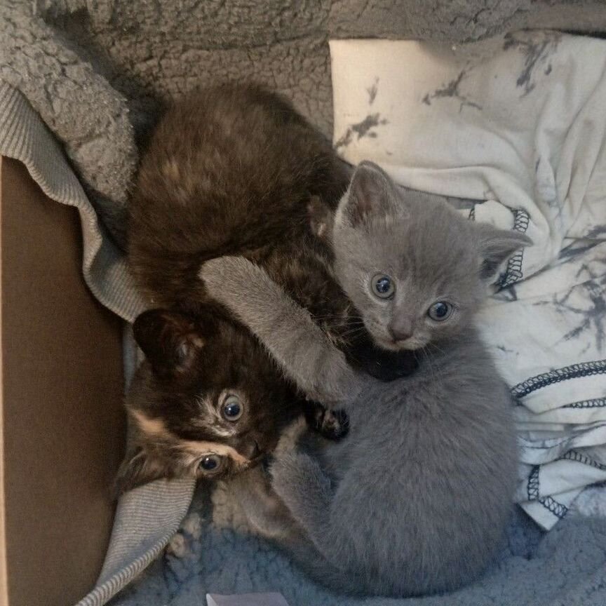 Британский короткошёрстный котёнок