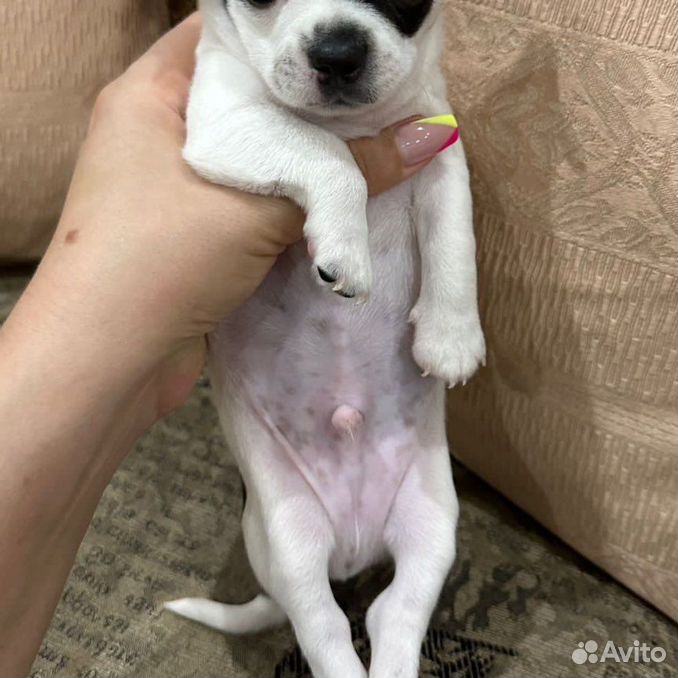 Чихуахуа щенок 1,5 месяца