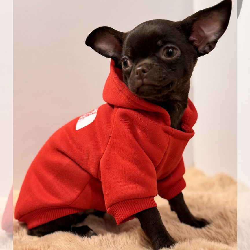 Чихуахуа, щенок