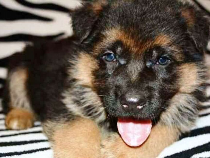 Щенки немецкой овчарки. Классика породы