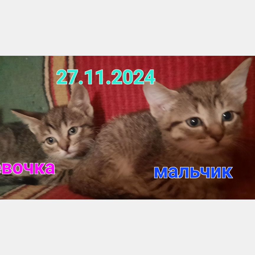 Котики маленькие бесплатно