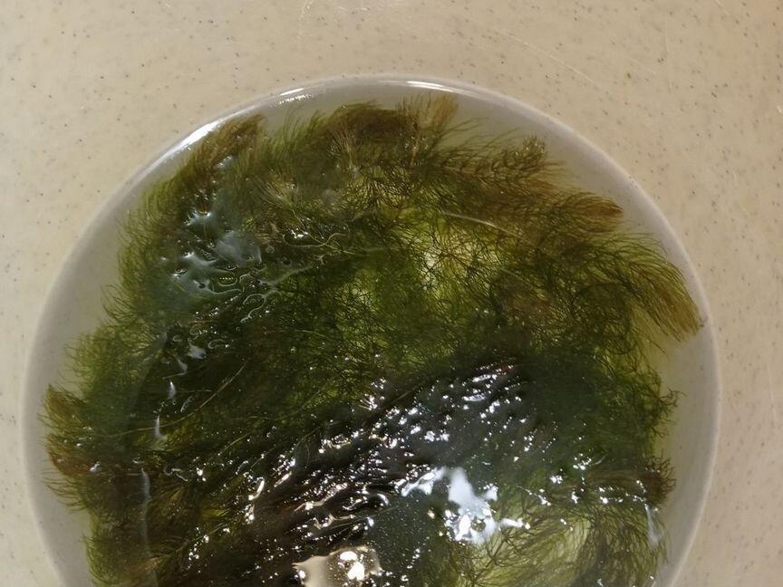 Аквариумное растение