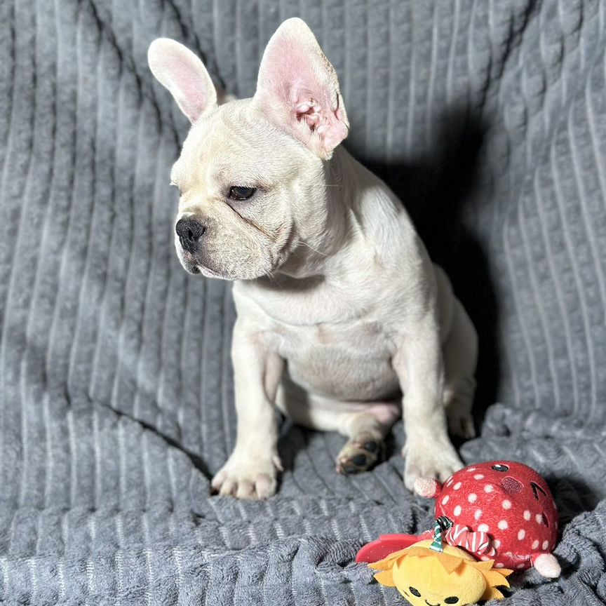 Французский бульдог щенки