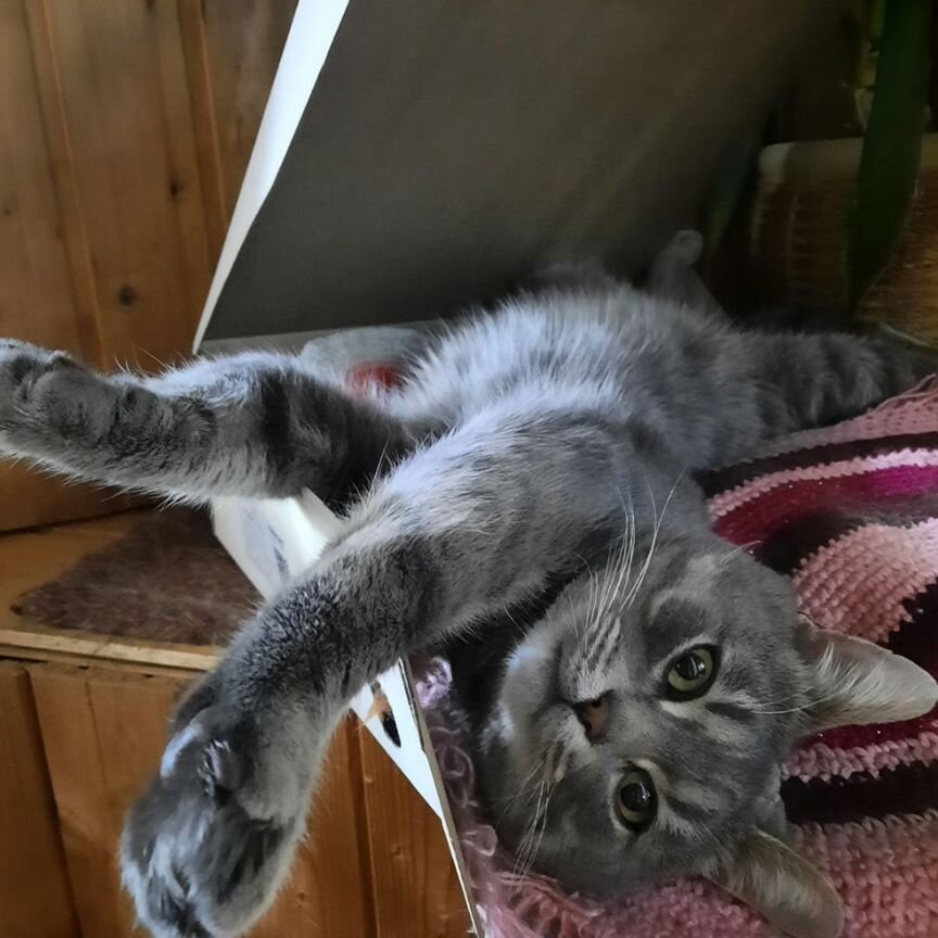 Кот нуждается в доме