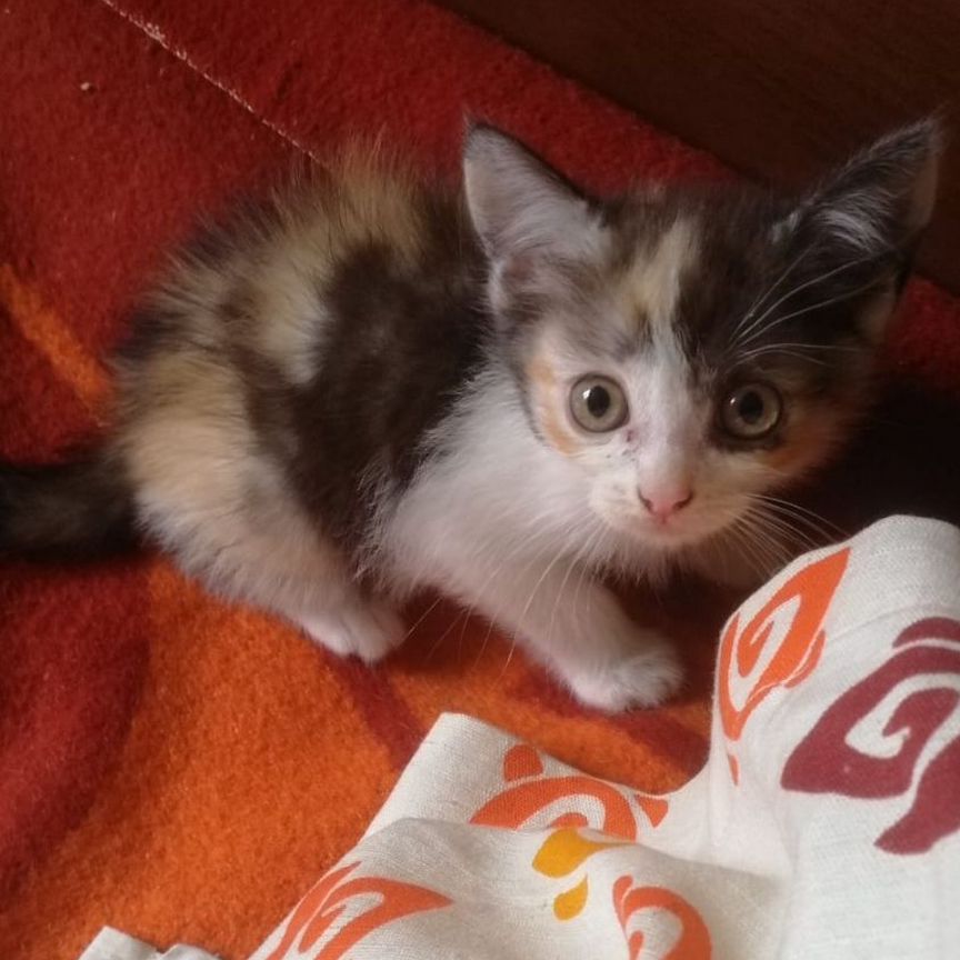 Котята 2месяца