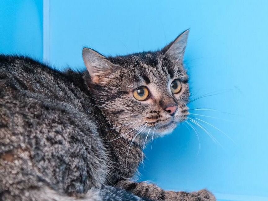 Кошка с грустными глазами