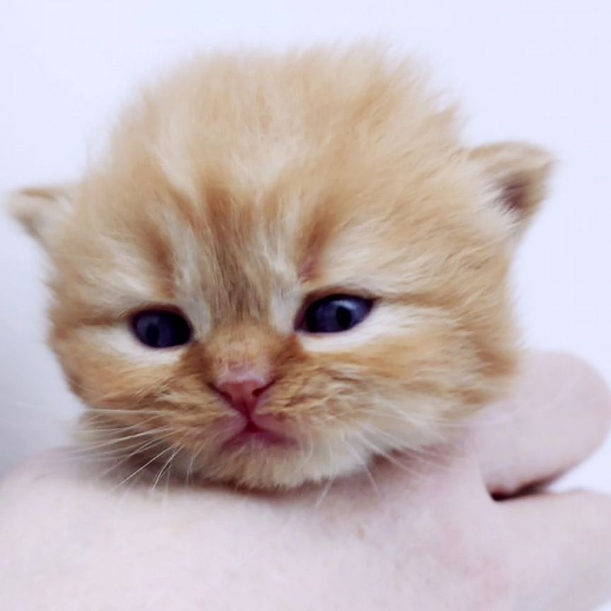 Красный длинношерстный британский котенок
