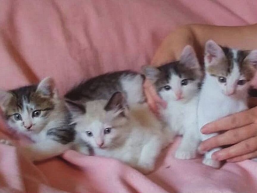 Отдам в добрые руки котят