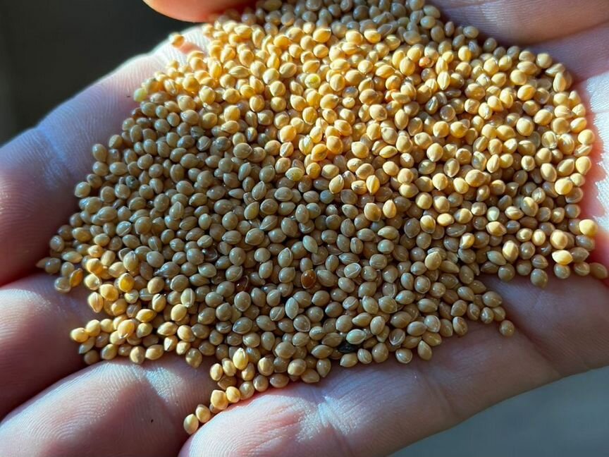 Просо желтое 25кг