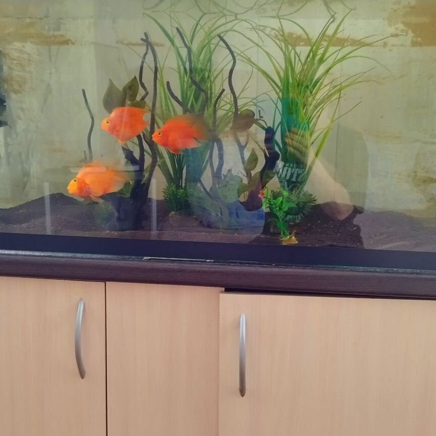 Аквариумные рыбки с аквариумом 225 литров или без