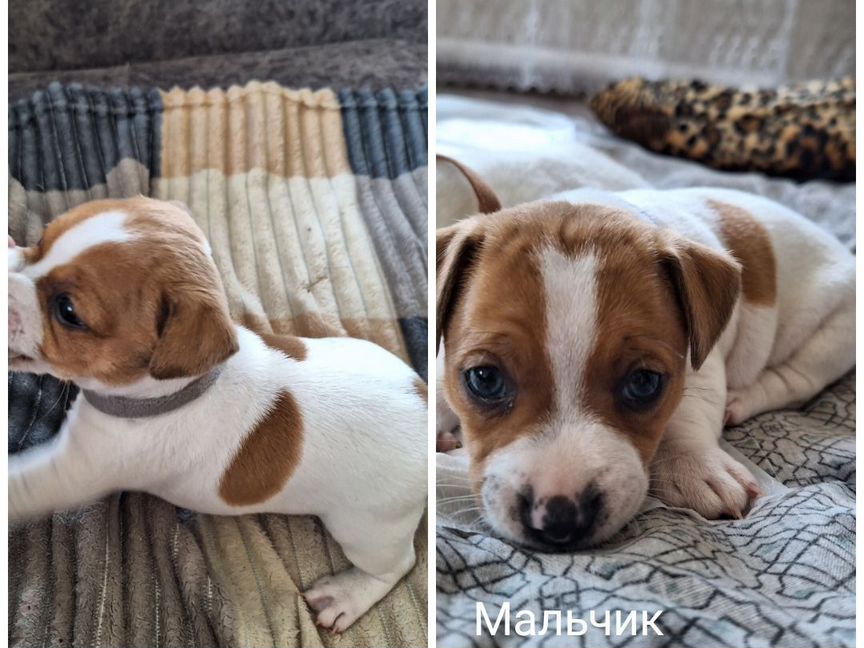 Щенки джек Рассел терьер