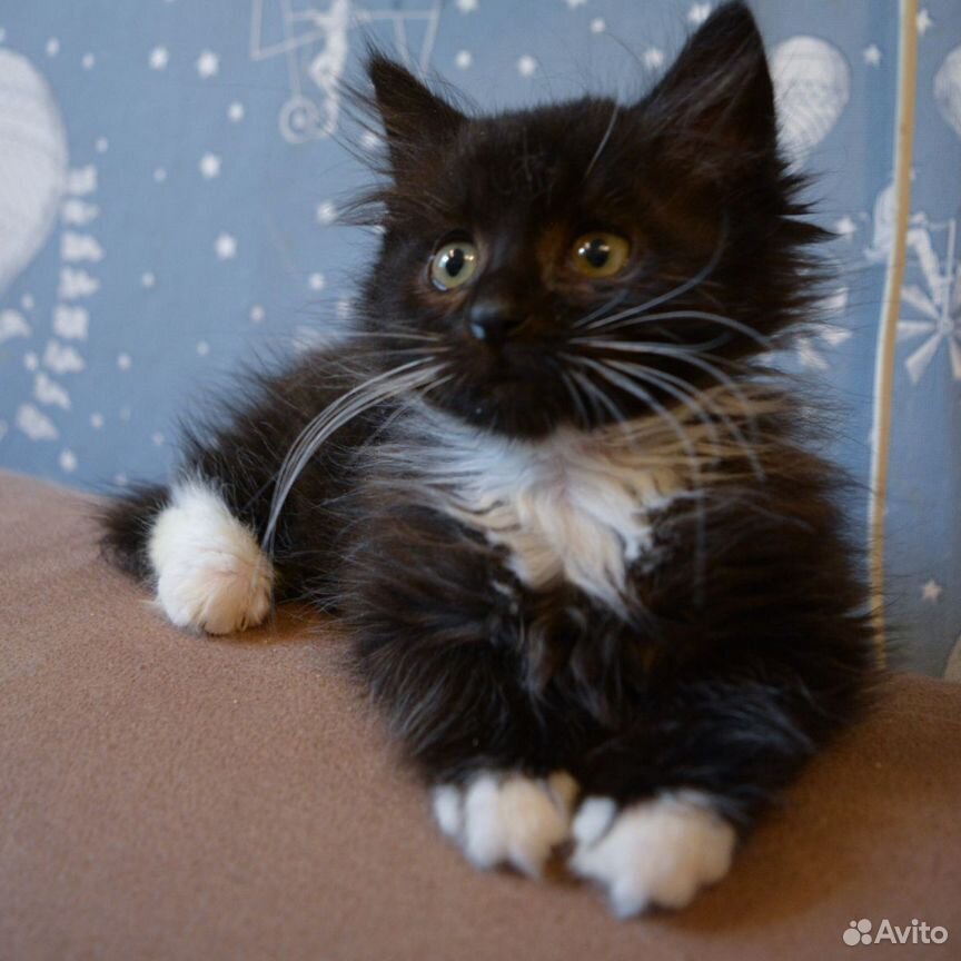 Котенок кнопочка в добрые руки