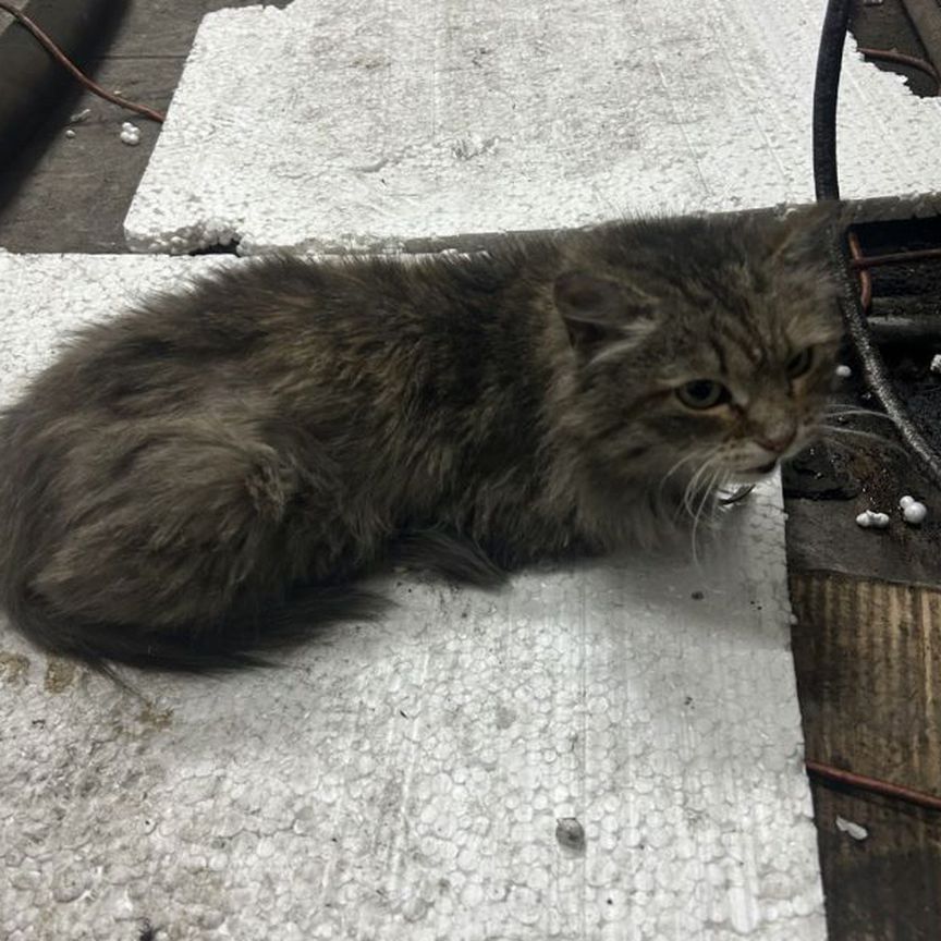 Взрослая, Девочка кошка в добрые руки