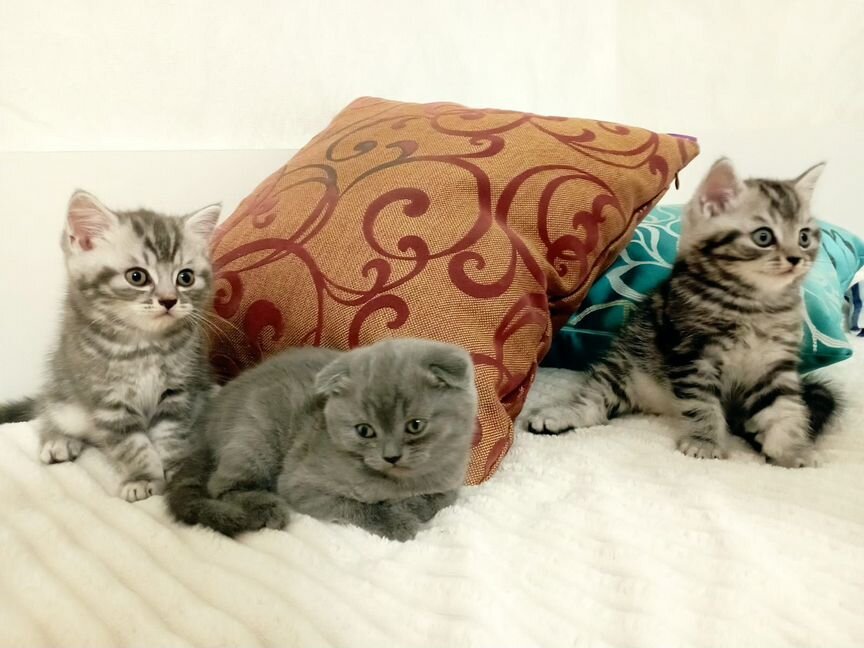 Шотландские котята