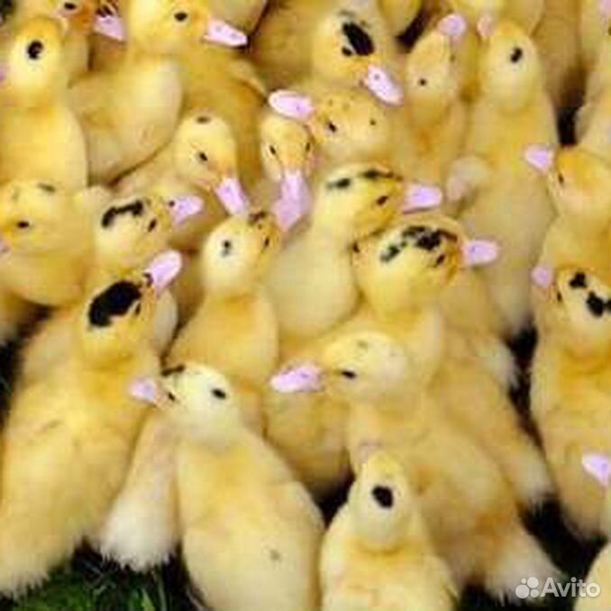 Подрощенный мулард 2 недели