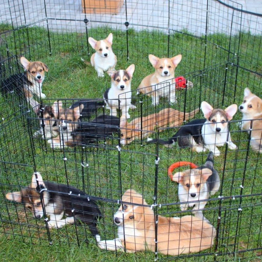 Щенки Вельш Корги Пемброк