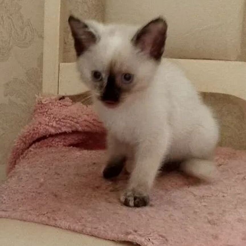 Котёнок в добрые руки