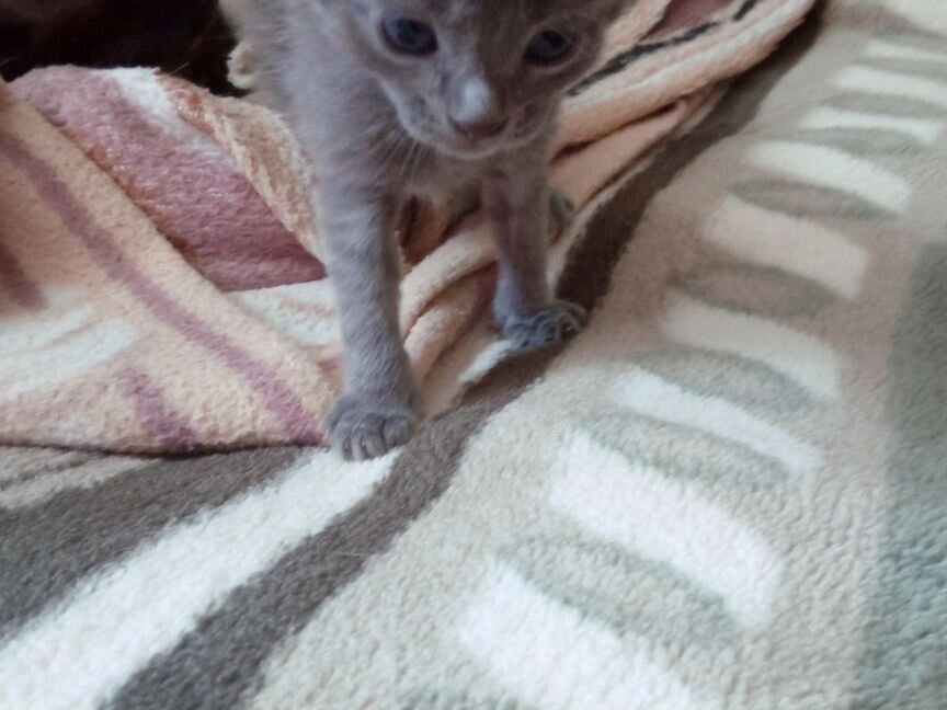 Котенок мальчик