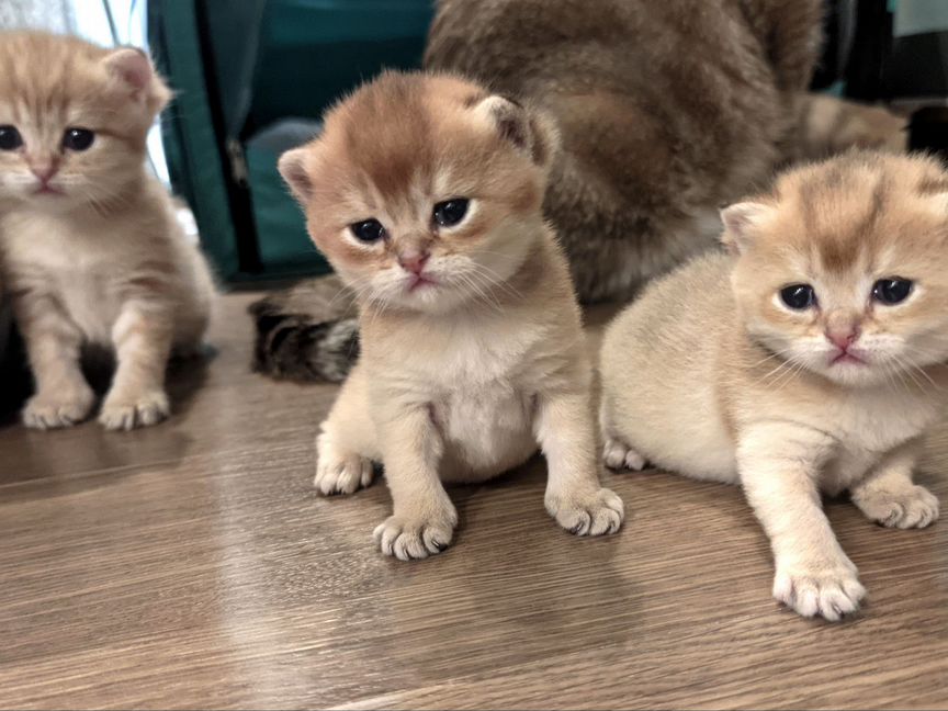 Британские котята чистопородные