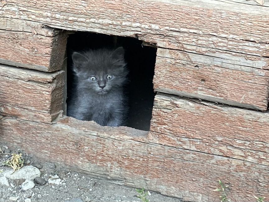 Котята ищут дом