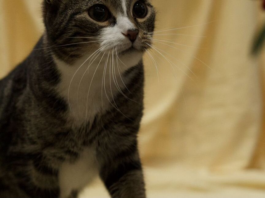 Игривый котик в добрые руки