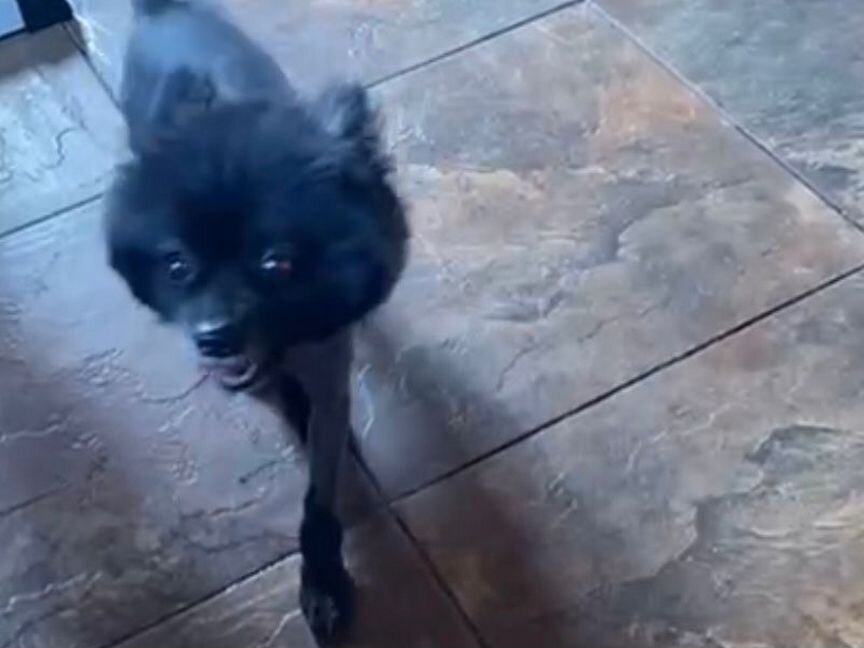 Потерялся шпиц, пос. Прохладный