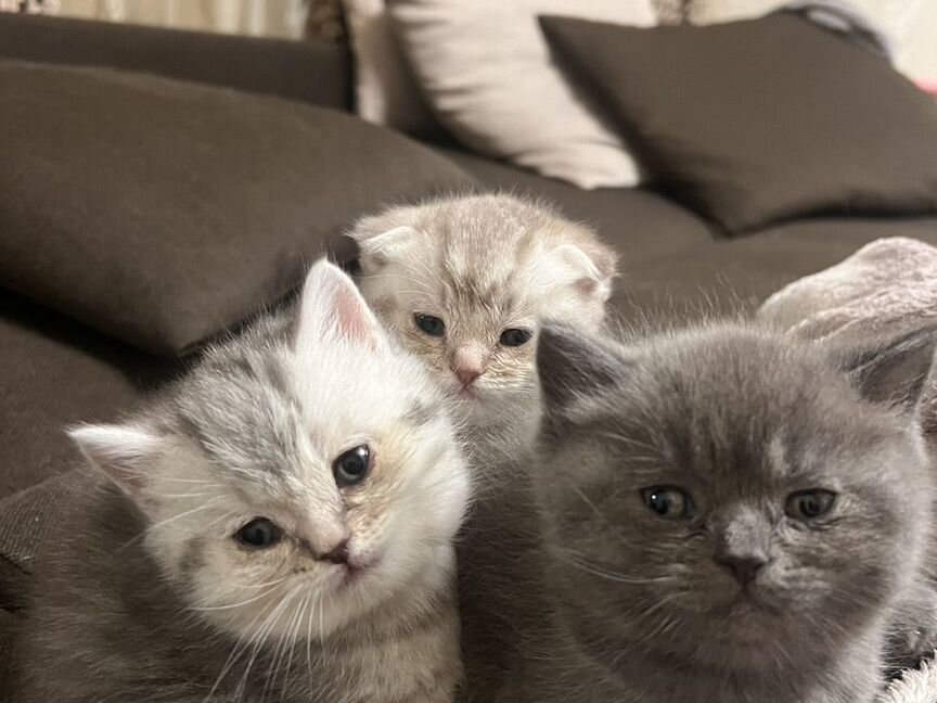 Шотландские котята